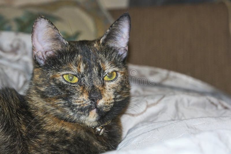 Three-color Spotted Cat Close-up Stock Photo - Image of mammal ...