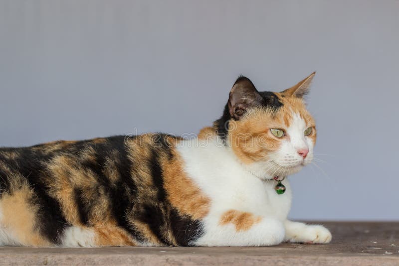 Three color cat stock photo. Image of pets, animals, color - 75327234