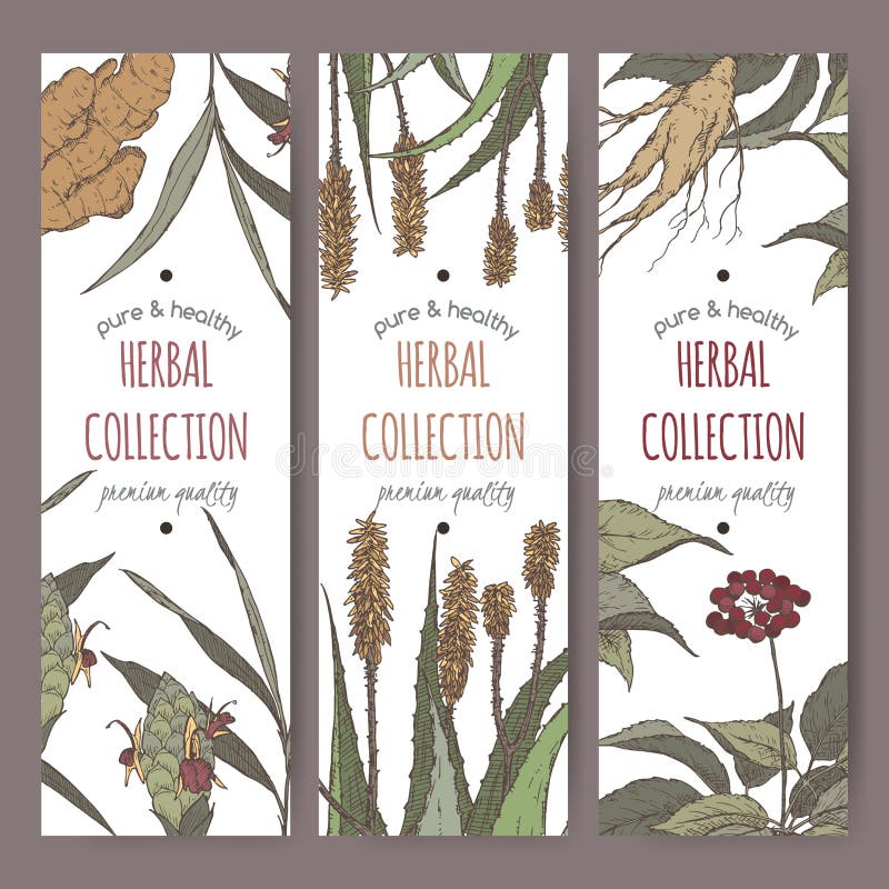 Three Color Vector Herbal Tea Labels with Ginger, Aloe and Ginseng ...