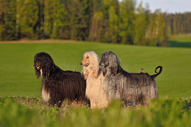 Three Colored Afghan Hound Dogs Stock Photo - Image of beautiful, green ...