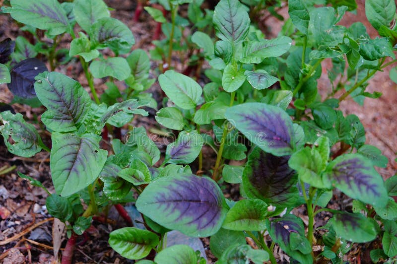 Three-colored amaranth stock photo. Image of agriculture - 54984200