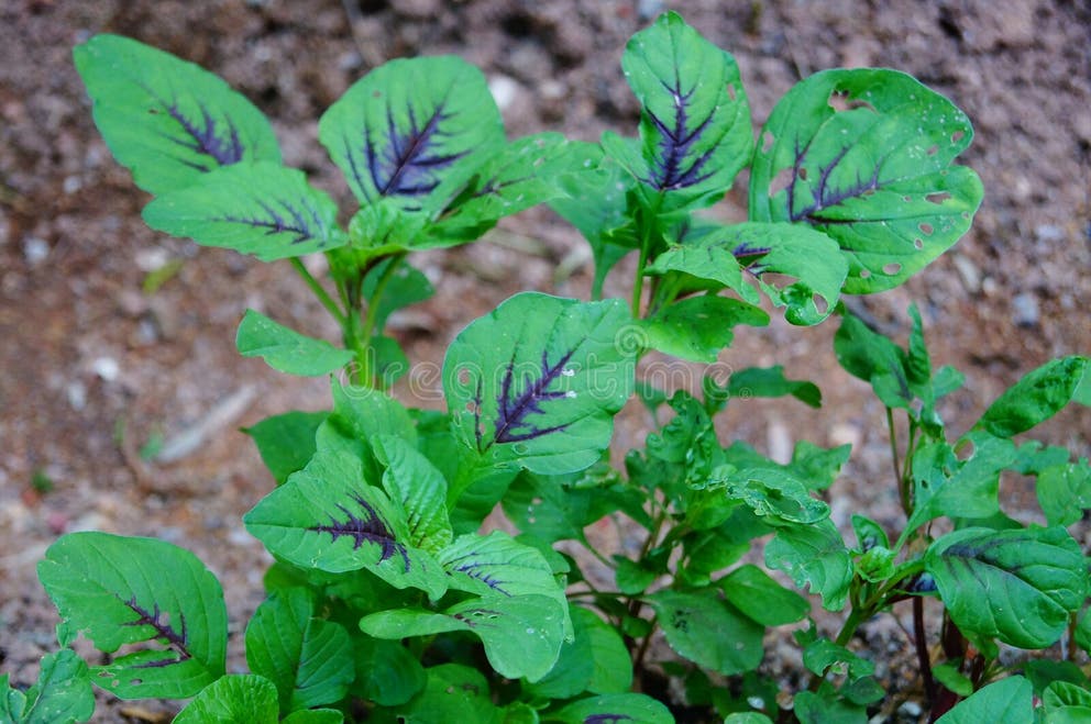 Three-colored amaranth stock photo. Image of area, outdoor - 54984404