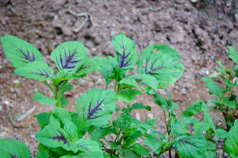 Three-colored amaranth stock photo. Image of agriculture - 54984200