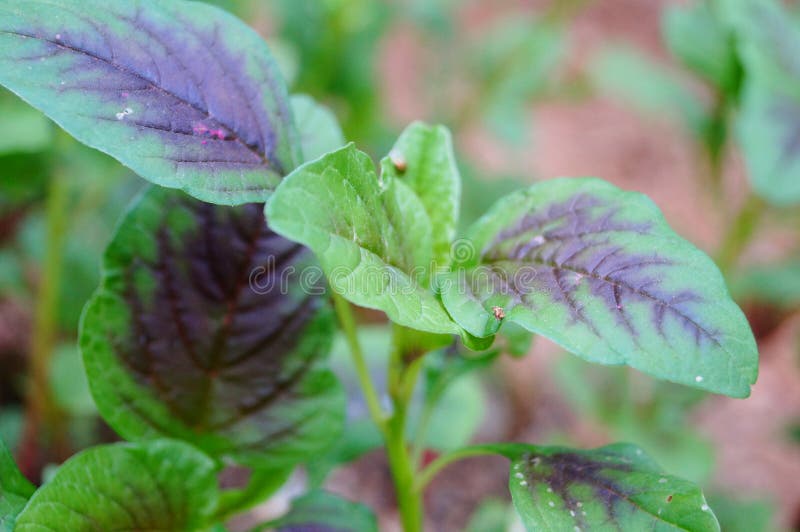 Three-colored amaranth stock photo. Image of agriculture - 54984200