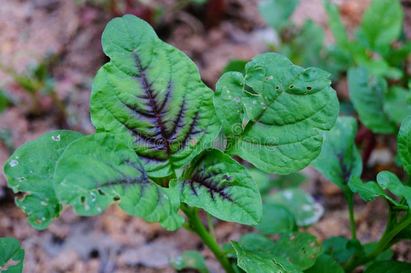 Three-colored amaranth stock photo. Image of agriculture - 54984200