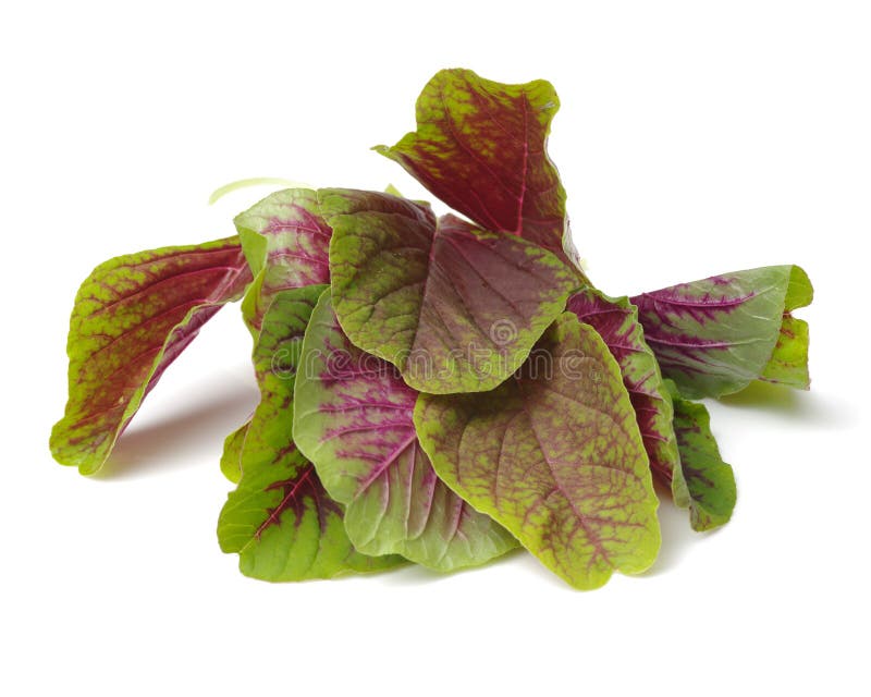 Red Colored Amaranth Flower - Celosia Stock Photo - Image of leaves ...