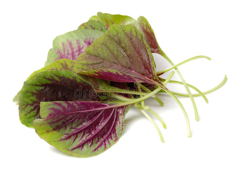 Red Colored Amaranth Flower - Celosia Stock Photo - Image of houseplant ...