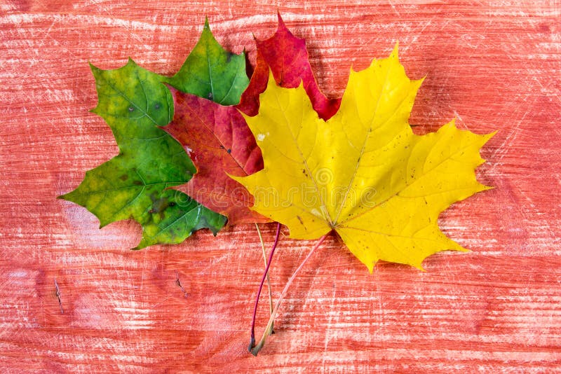 Three Colored Autumn Leaves. Stock Photo - Image of wooden, season ...