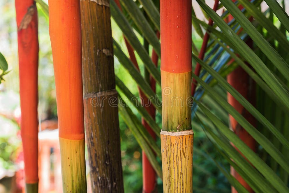 Three-colored bamboo stock image. Image of fresh, color - 53680335