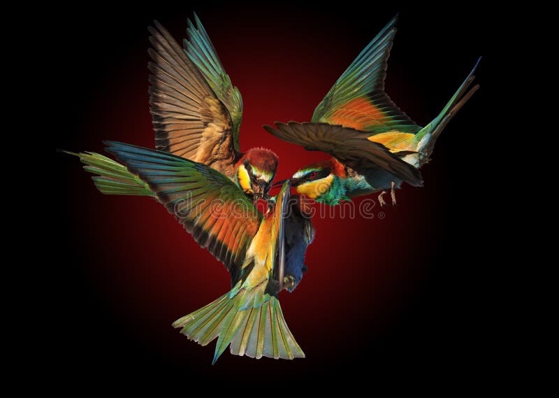 Three Colored Bird in Flight Fight Stock Image - Image of closeup ...