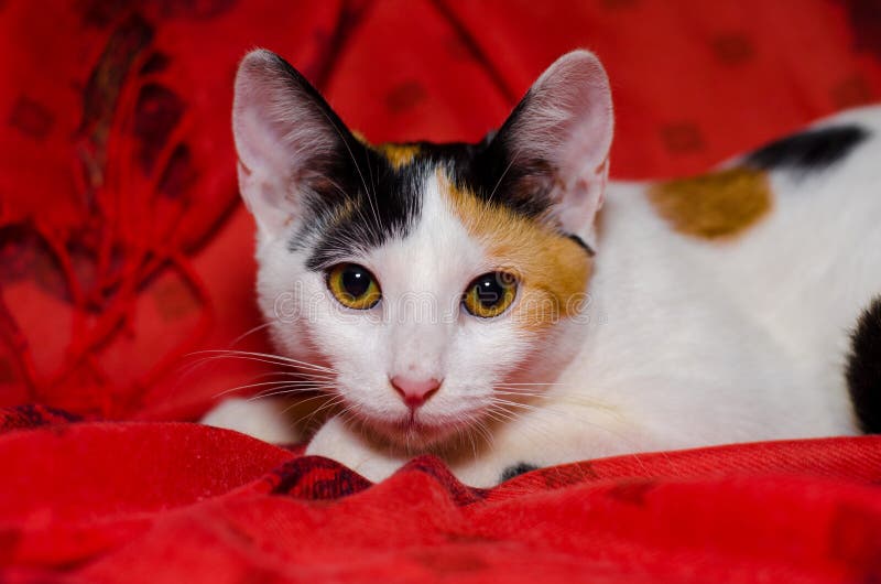 Domestic three-colored cat stock photo. Image of three - 140782110