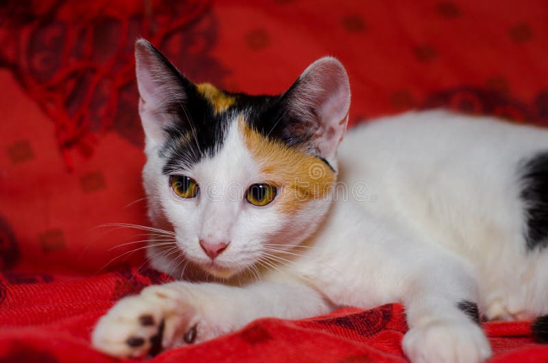 Domestic three-colored cat stock image. Image of posing - 140782165