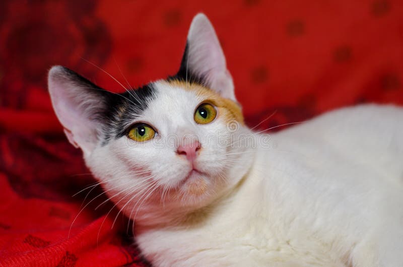 Domestic three-colored cat stock photo. Image of three - 140782110