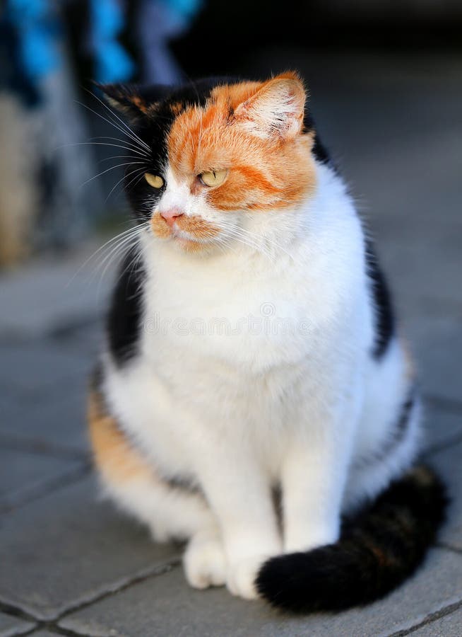 Three colored cat stock photo. Image of charming, domestic - 61622250