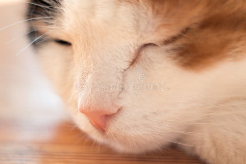 Three Colored Cat Close-up Face Detail Stock Photo - Image of hair ...