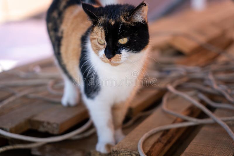 Three Colored Cat Close-up Photography at the Street Stock Image ...