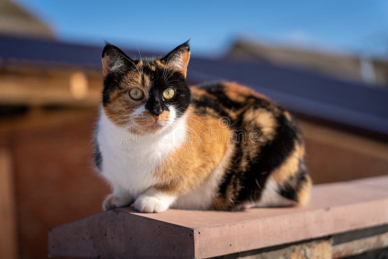 Three Colored Cat Close-up Photography at the Street Stock Photo ...