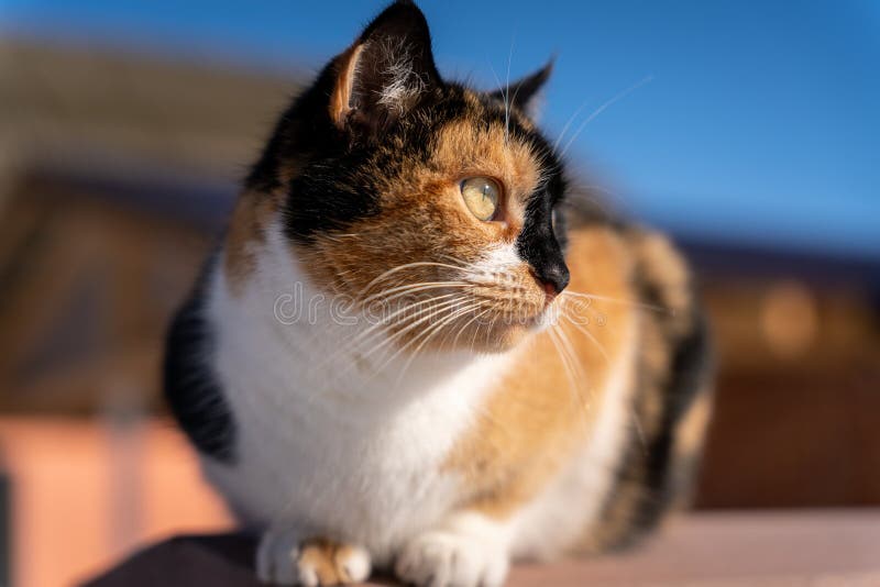Three Colored Cat Close-up Photography at the Street Stock Image ...