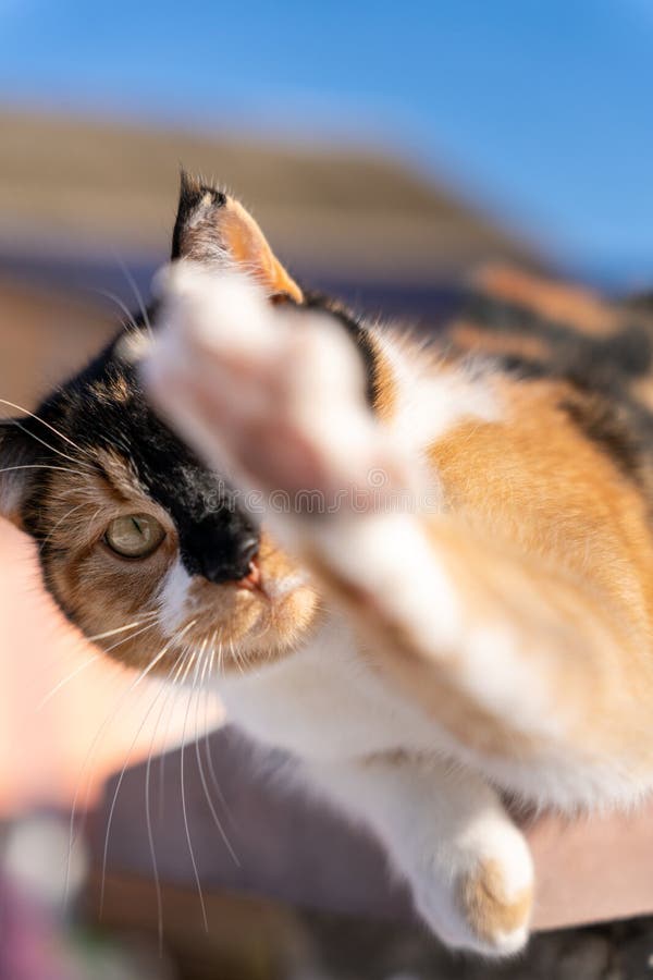 Three Colored Cat Close-up Photography at the Street Stock Photo ...