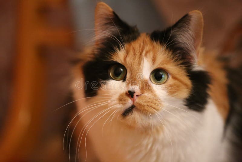 Three-colored cat close up stock image. Image of multicolor - 68944063