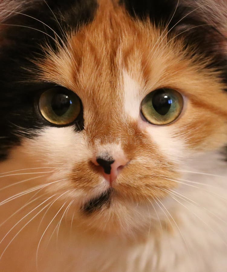 Three-colored cat close up stock image. Image of multicolor - 68944063