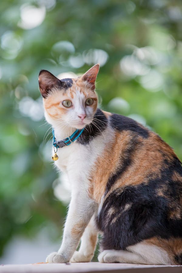Three colored cat closeup stock image. Image of feline - 73478915