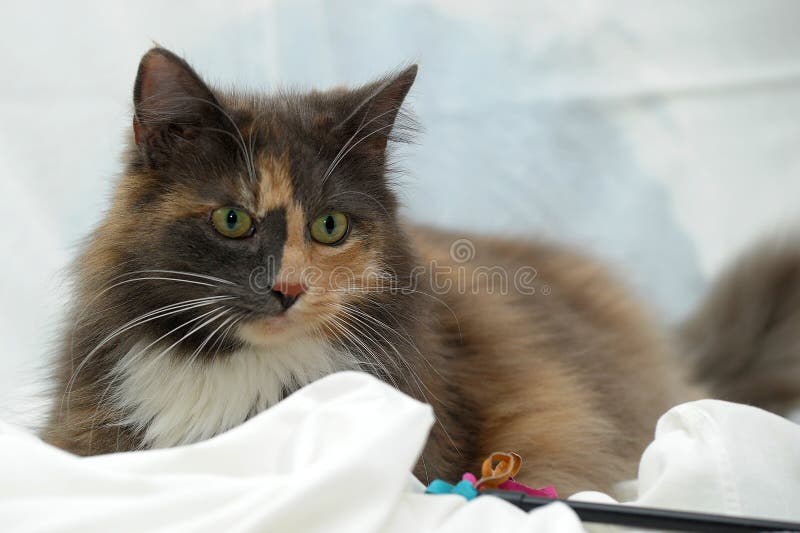 Three-colored Cat Closeup Lies on a Light Background Stock Photo ...