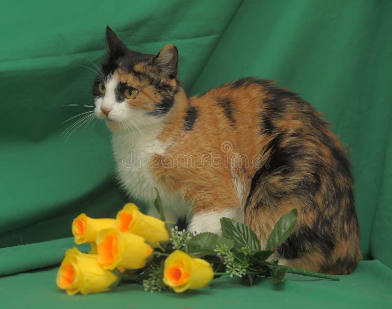 Three-colored Cat on a Green Background Stock Photo - Image of colored ...