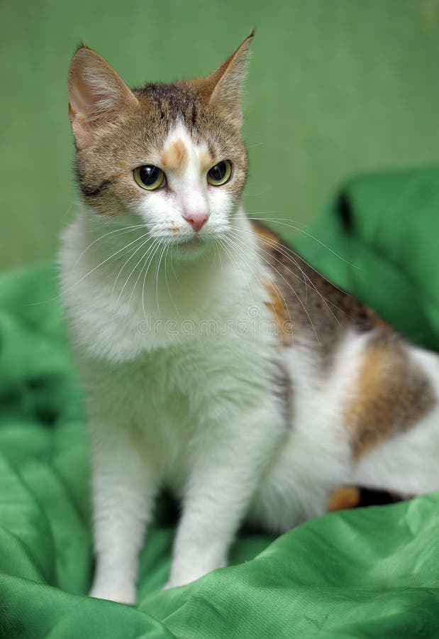 266 Domestic Cat Three Colours Stock Photos - Free & Royalty-Free Stock ...