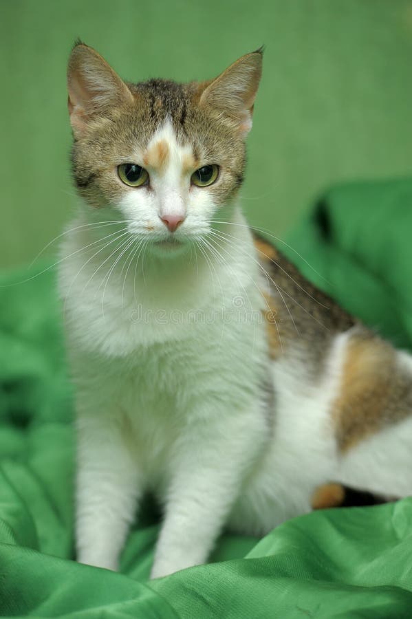 Three-colored Kitten in Hands Stock Photo - Image of animal ...