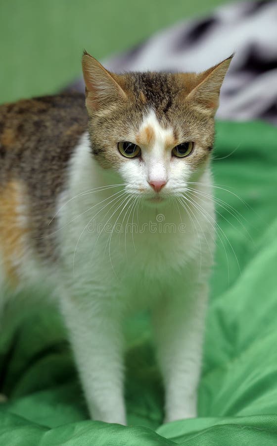 Three-colored Cat on a Green Background Stock Image - Image of orange ...