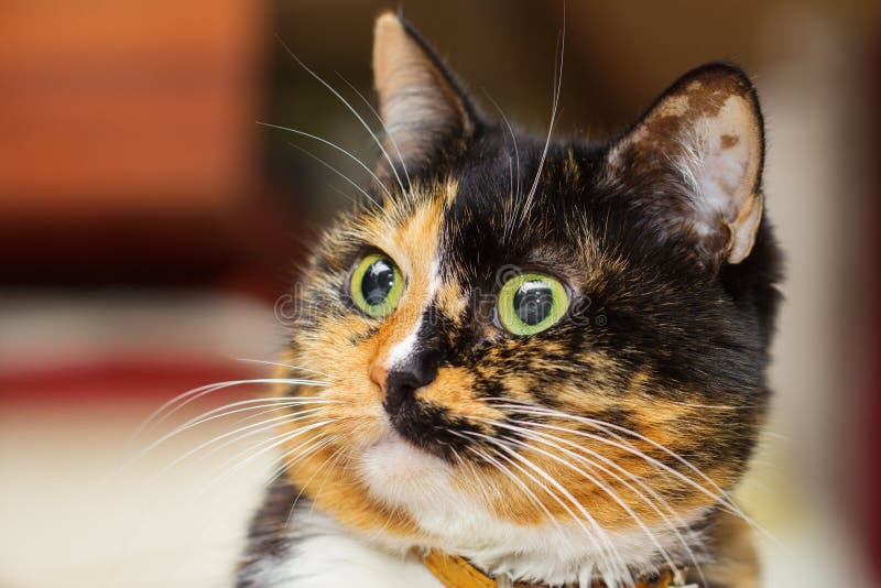 Three colored cat stock image. Image of three, striped - 61421415