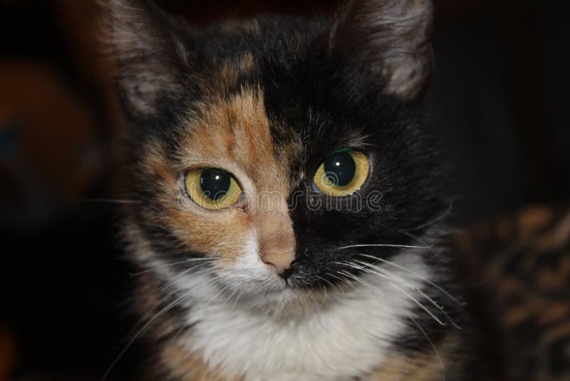 Three colored cat stock image. Image of look, tortoiseshell - 67251259