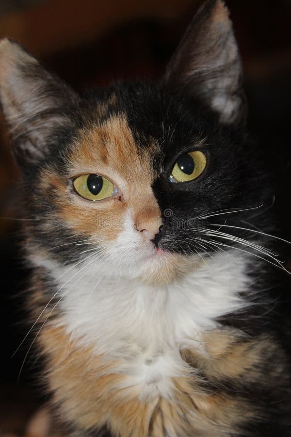Three colored cat stock image. Image of look, tortoiseshell - 67251259