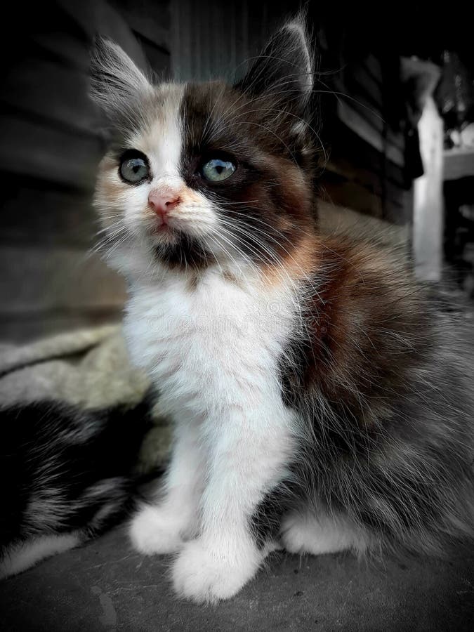 A Three-colored Cat that is Posing Casually Stock Image - Image of cute ...