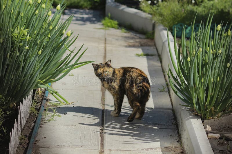 A Three-colored Cat is Sitting on the Path Stock Image - Image of ...