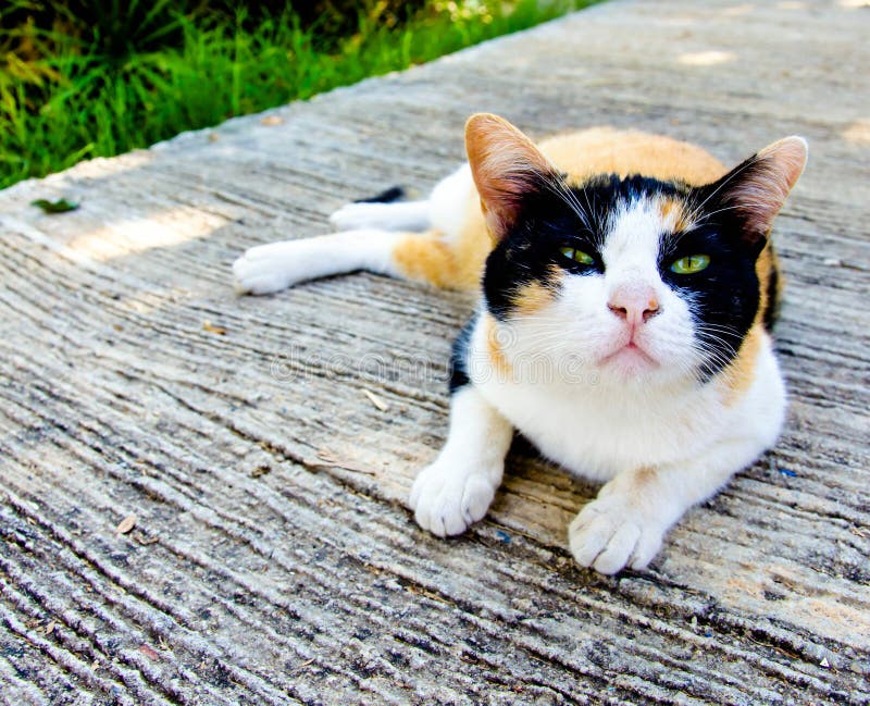 Three-colored cat stock image. Image of stare, fluffy - 42616945