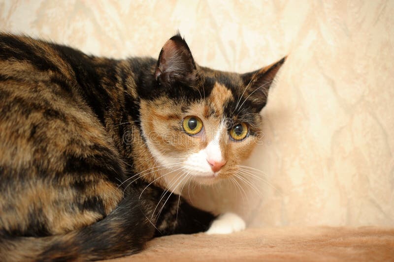 Three-colored Cat with Yellow Eyes Stock Image - Image of brown, feline ...