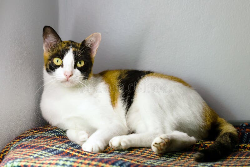 Three Colored Cats Relax on the Table Stock Photo - Image of gaze ...