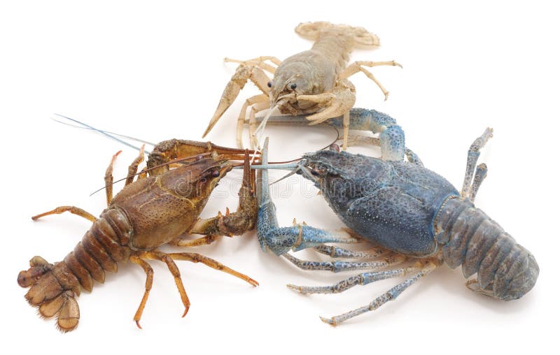 Three colored crayfish stock photo. Image of background - 150705330