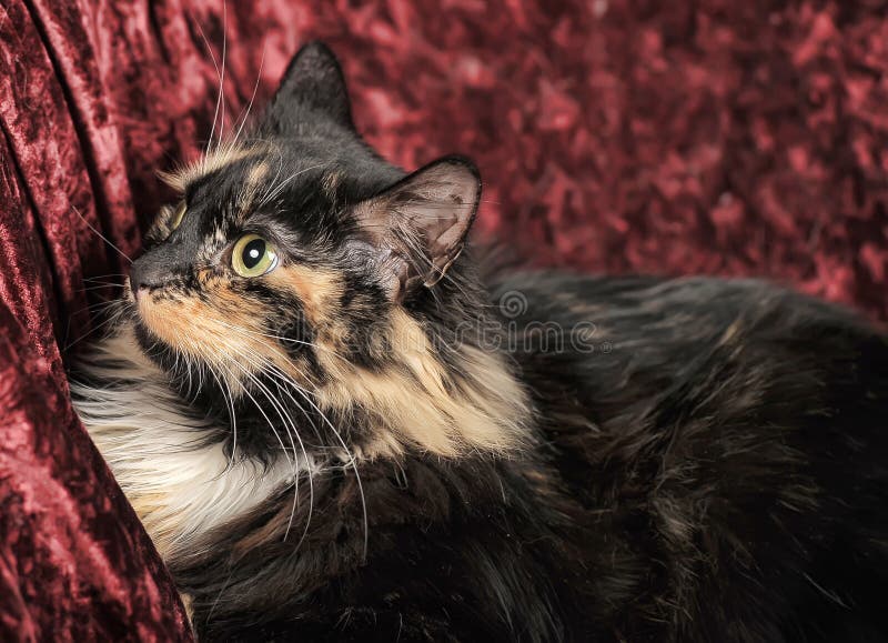 Fluffy Three-colored Cat with a Fluffy Tail Stock Image - Image of ...
