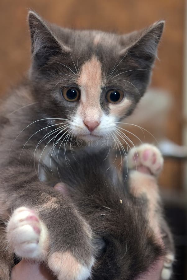Three-colored Kitten in Hands Stock Photo - Image of animal ...