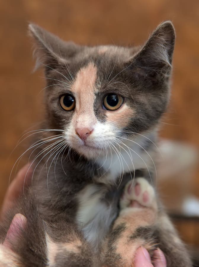 Three-colored Kitten in Hands Stock Image - Image of person, blue ...