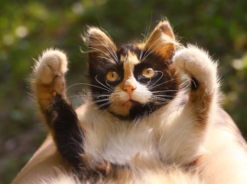 Three Colored she Kitten on Human Lap Play Stock Photo - Image of ...