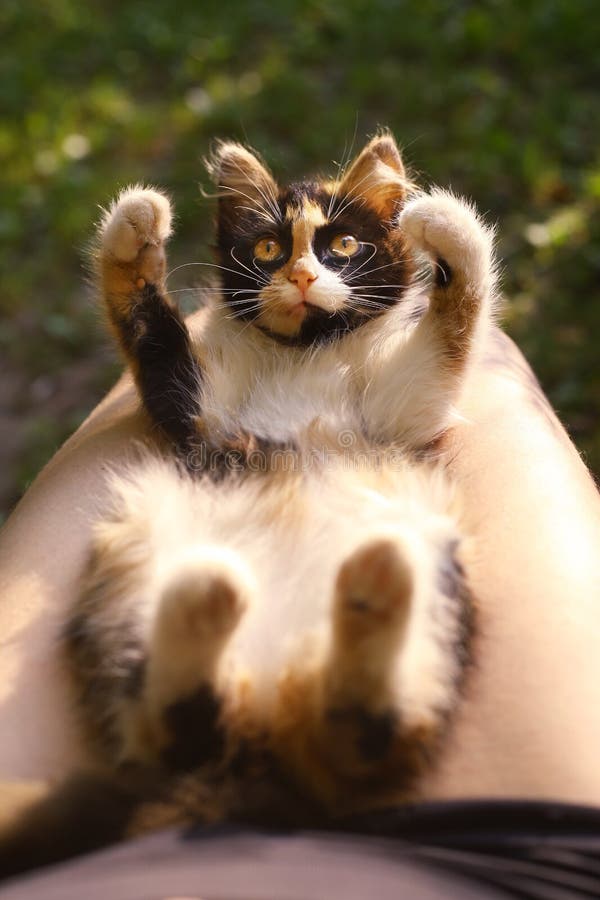Three Colored she Kitten on Human Lap Play Stock Photo - Image of dark ...