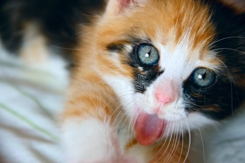 Three-colored kitten stock photo. Image of gray, pink - 94382306