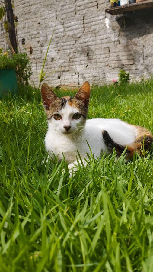Three-colored kitten stock photo. Image of snout, resting - 372032060