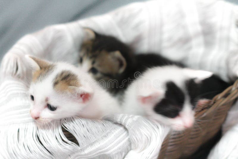 Three Colored Kittens in a Brown Wicker Basket and Soft White Fabric ...