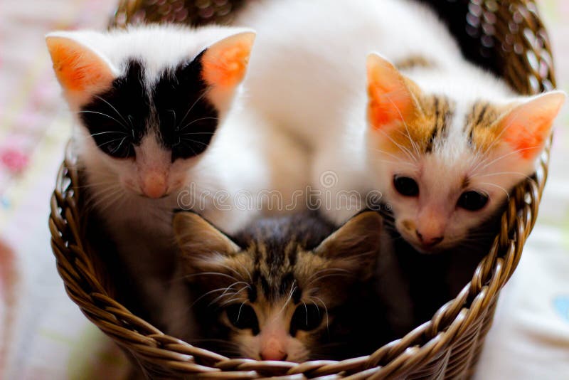 Three Colored Kittens in a Brown Wicker Basket Stock Image - Image of ...