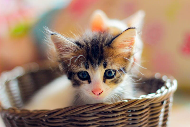 Three Colored Kittens in a Brown Wicker Basket Stock Photo - Image of ...